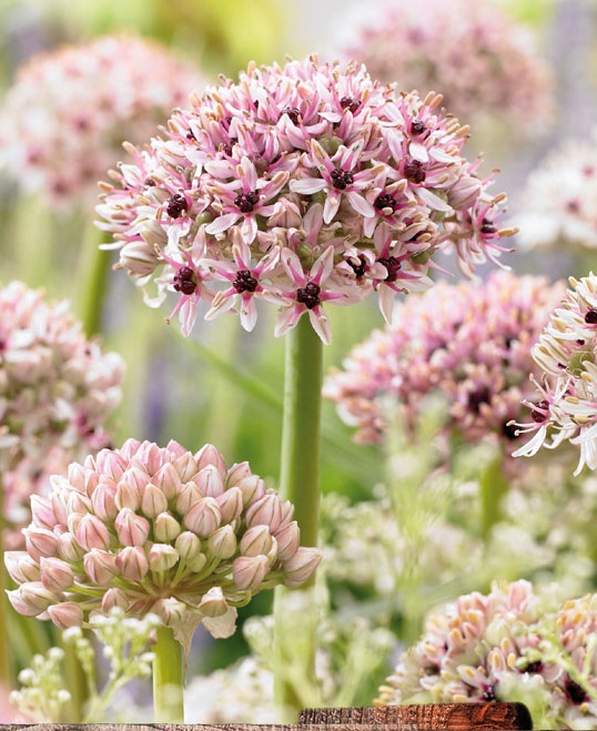 Pack x2 Allium Bulbs 'Silver Spring' WPC Prins Bulbs & Tubers - South ...