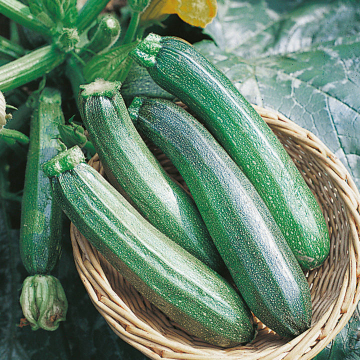 Pack Vegetable Seeds Courgette 'Zucchini' Kings Quality Seed - South ...