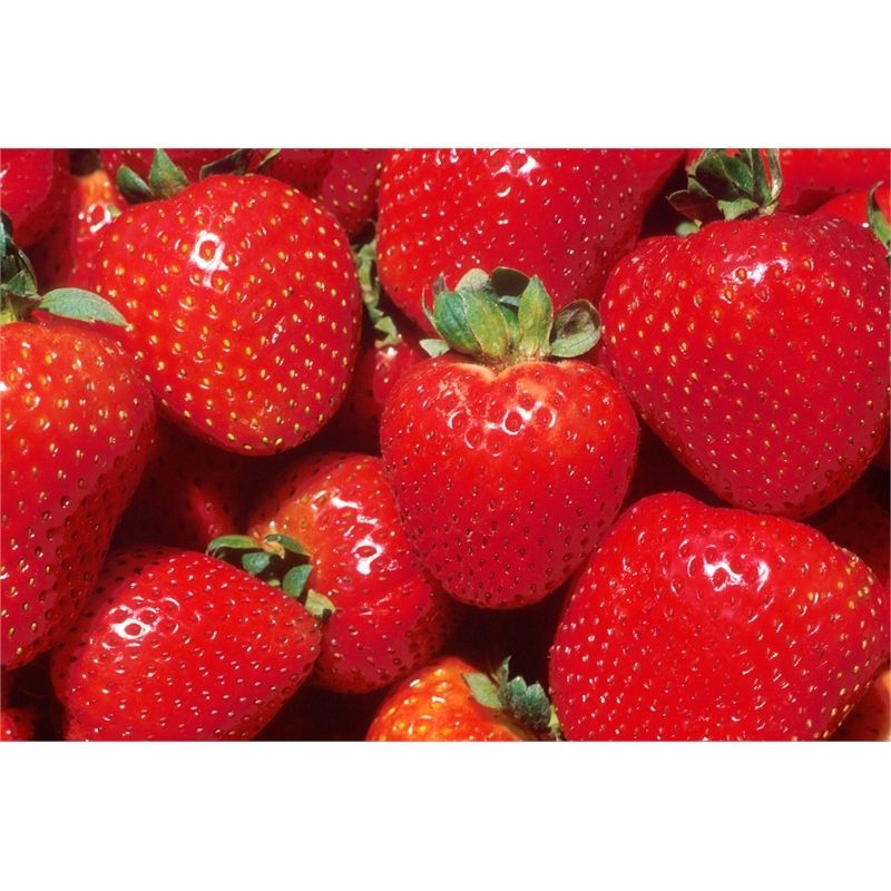 Strawberry 'Temptation' Perennial Vegetable/Fruit Plug Plants Pack x6 ...