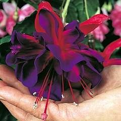 Fuchsia Giant Trailing Voodoo Garden Plug Plants Pack x6 - South ...