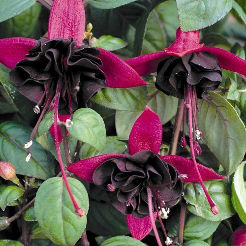 Fuchsia Upright Bush Blacky/Blackie Summer Plug Plants Pack x6 - South ...
