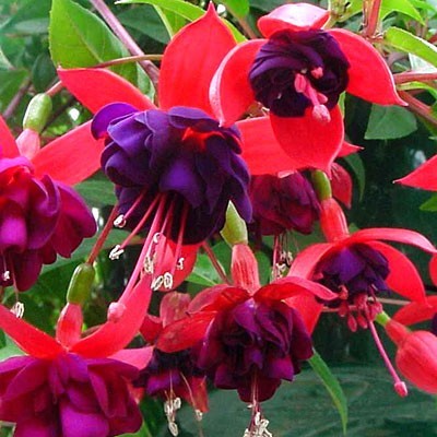 Fuchsia Semi Trailing 'Dark Eyes' Summer Plug Plants Pack x6 - South ...