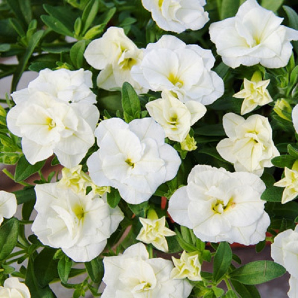 Calibrachoa Trailing Mini Petunia 'Double White' Plug Plants Pack x6 ...