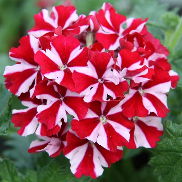 Verbena Trailing Samira® 'Deep Red Star' Summer Plug Plants Pack x6 ...