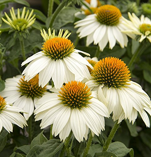 Echinacea (Coneflower) 'Purpurea' Pow Wow White Perennial Plug Plants ...