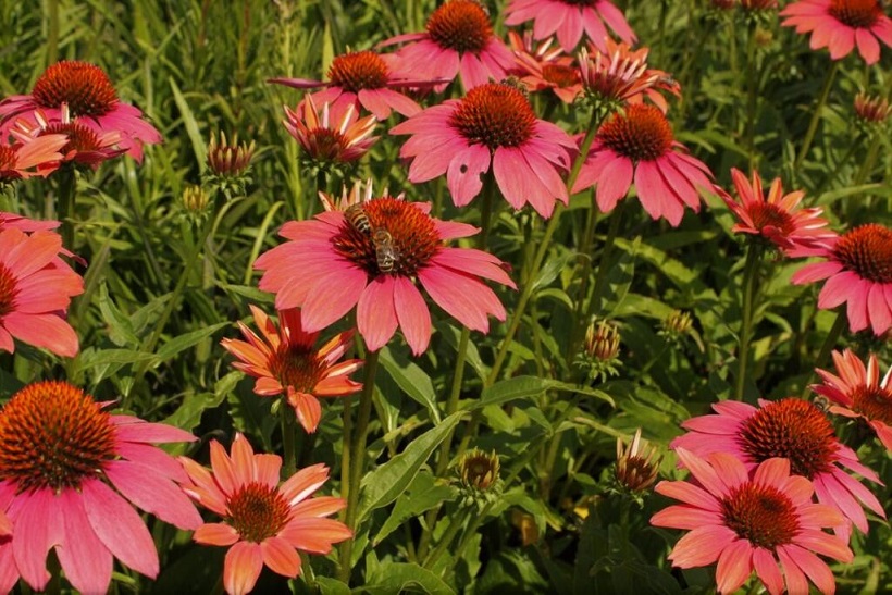 Echinacea (Coneflower) Papallo® Dragon Fruit Perennial Plug Plants Pack ...