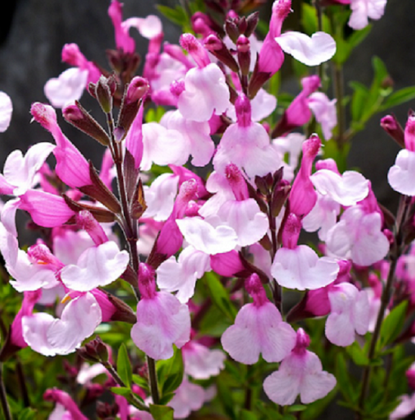 Salvia 'Joy' Perennial Garden Plug Plants Pack x6 - South Eastern ...