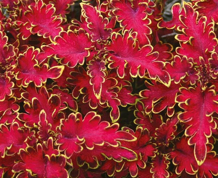 Coleus Special 'Malibu Red' Plug Plants Pack x6 - South Eastern ...
