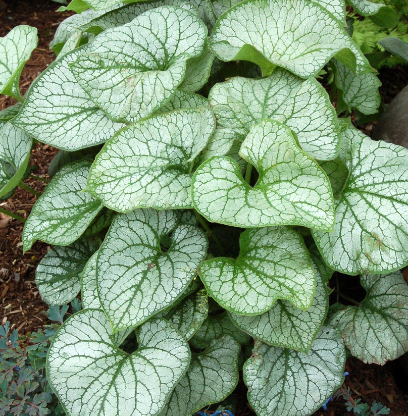 Brunnera Macrophylla 'Jack Frost' Perennial (Large) Plug Plants Pack x6 ...