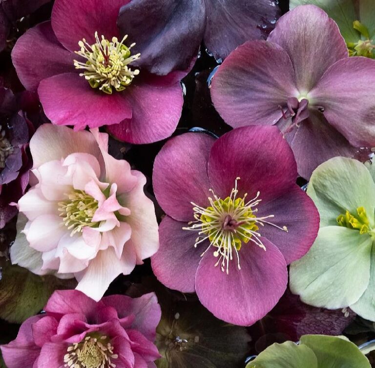Helleborus Orientalis Mixed Perennial LARGE Plug Plants Pack x6 - South ...