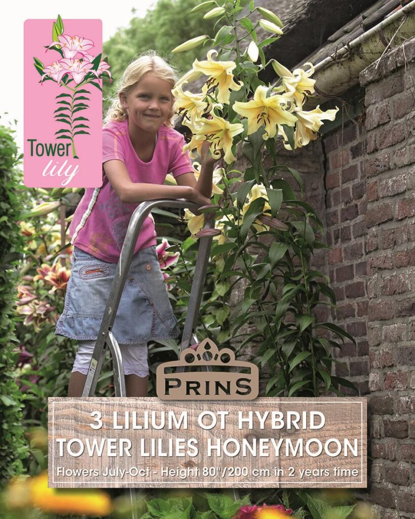 Tower / Skyscraper Lily 'Honeymoon' WPC Prins Bulbs & Tubers Pack x3 ...