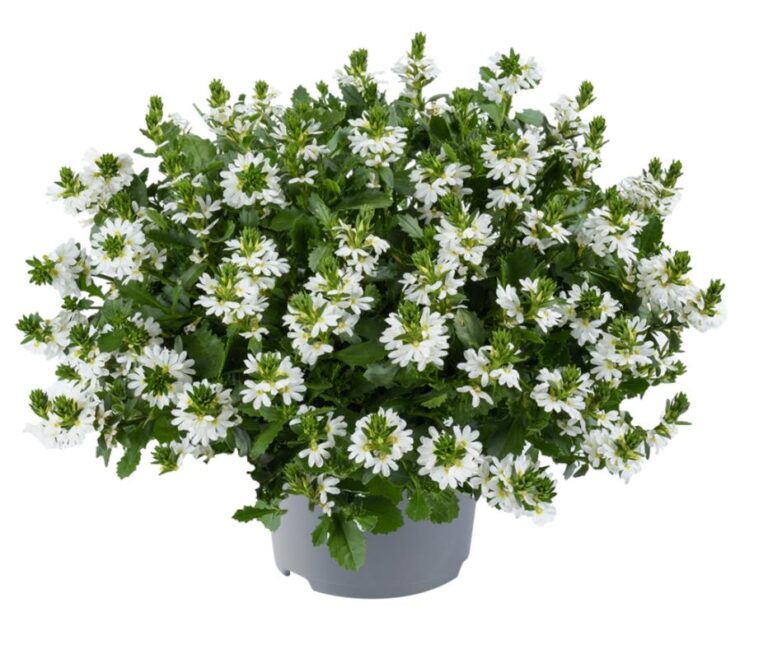 Scaevola 'Fancy White' Trailing Basket Plug Plants Pack x6 - South ...