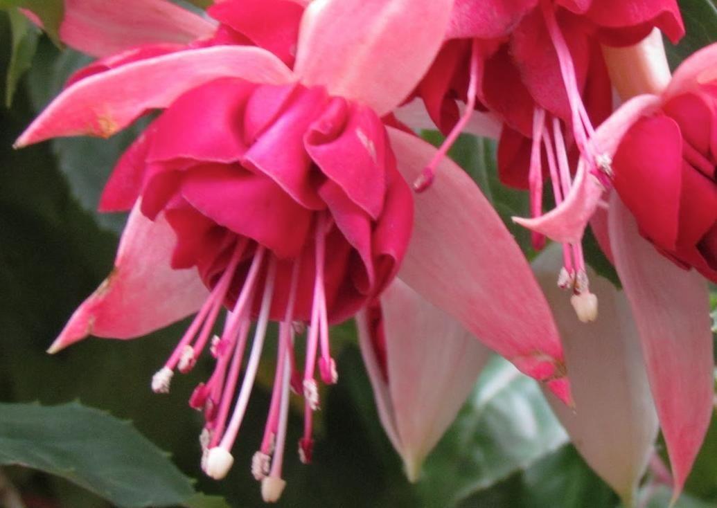 Fuchsia Trailing Giant 'Seventh Heaven' Summer Garden Plug Plants Pack ...